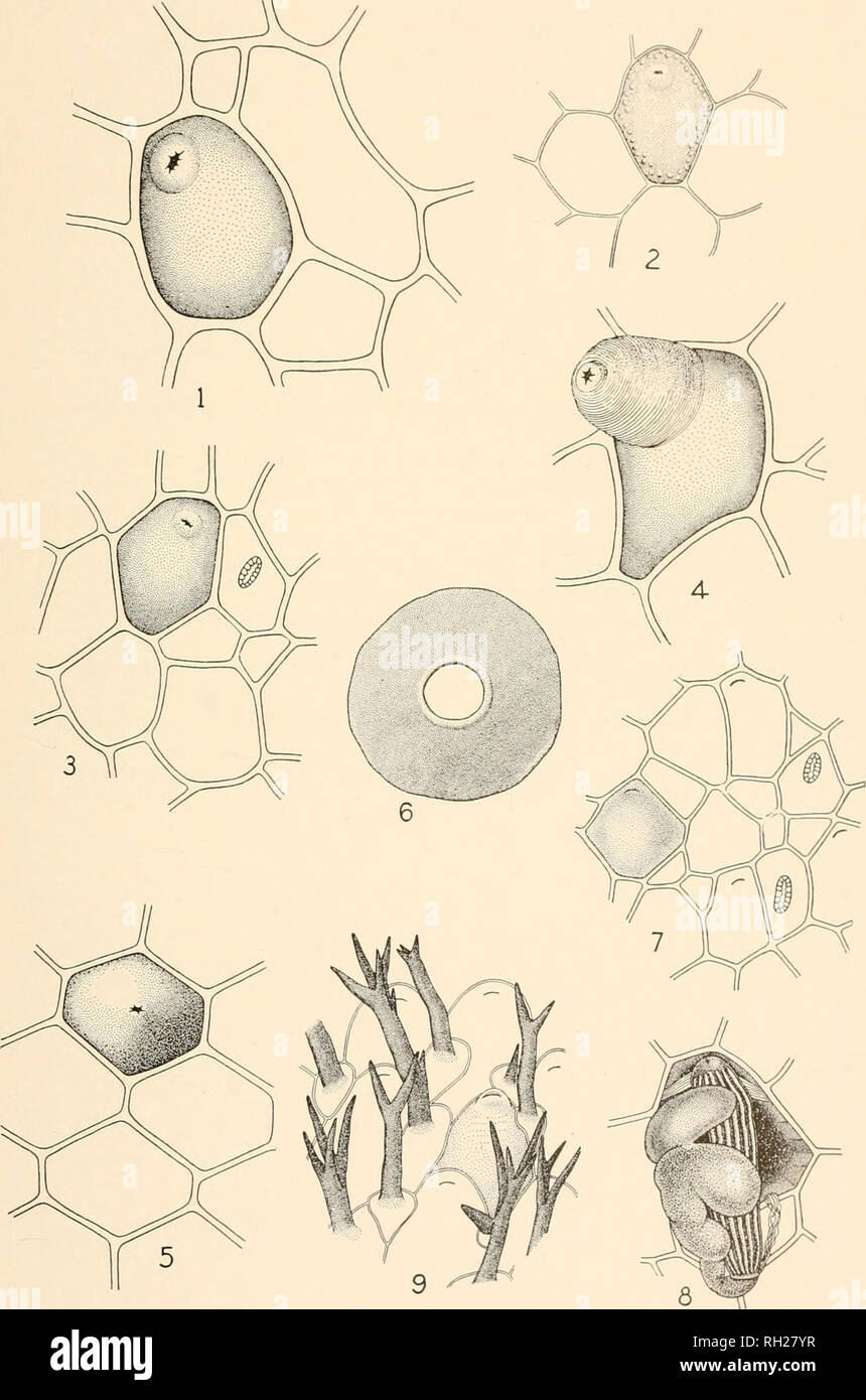 Cyclostomata hi-res stock photography and images - Alamy