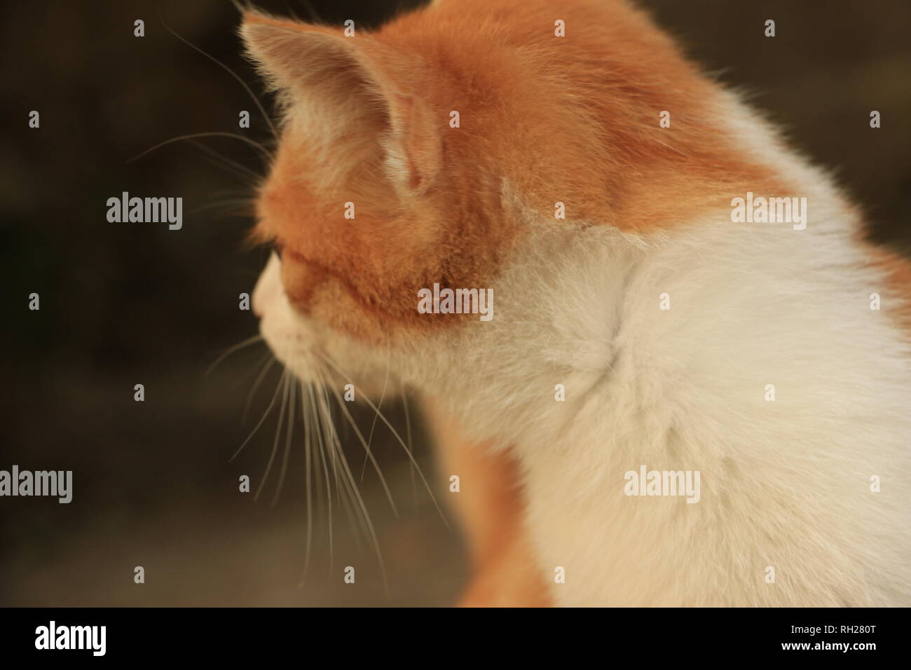 left profile cat face Stock Photo - Alamy