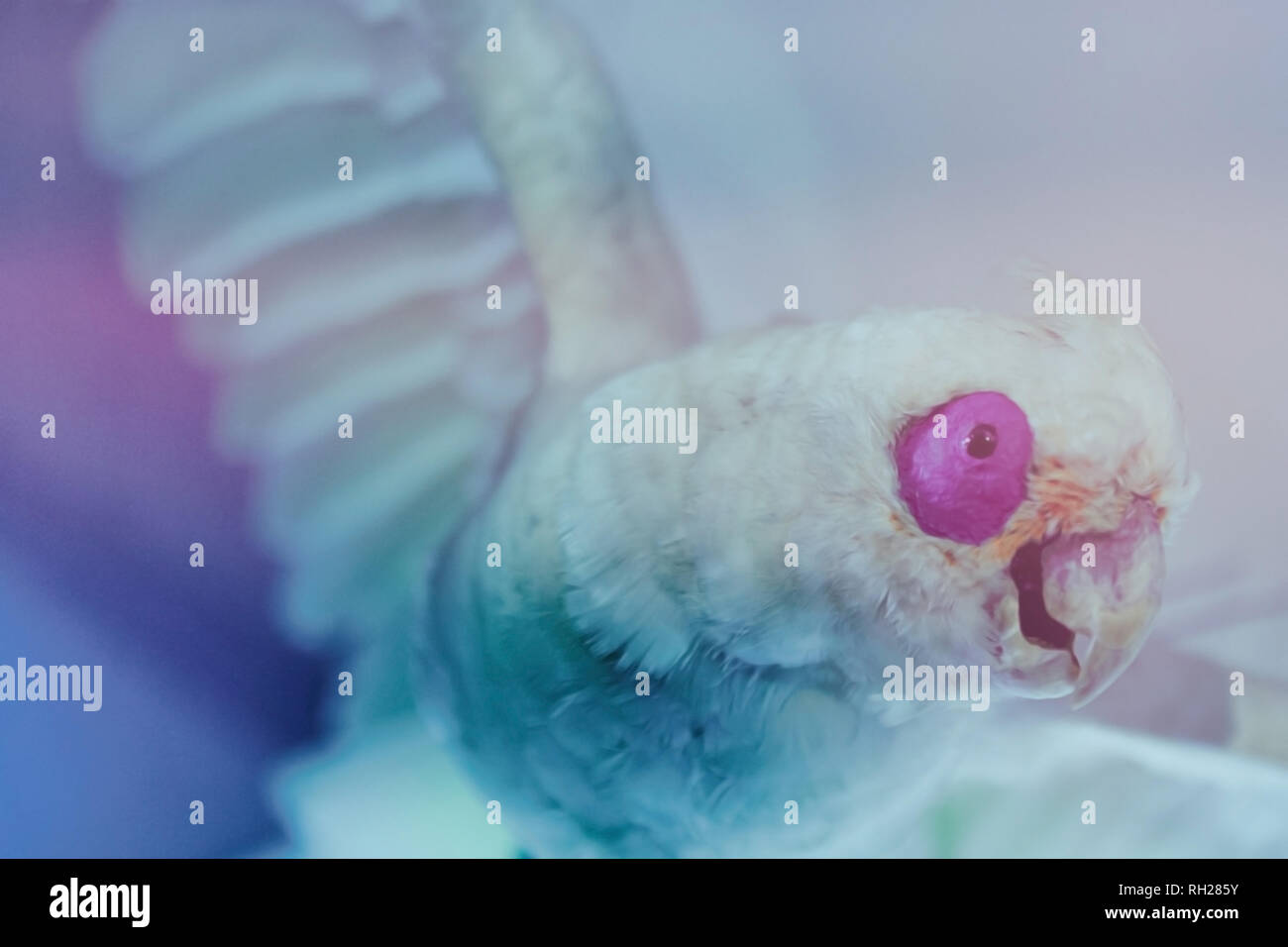 flying cockatoo , australia Stock Photo - Alamy