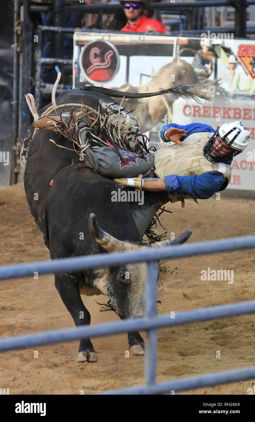 Bull rider falling from the longhorn cattle Stock Photo - Alamy
