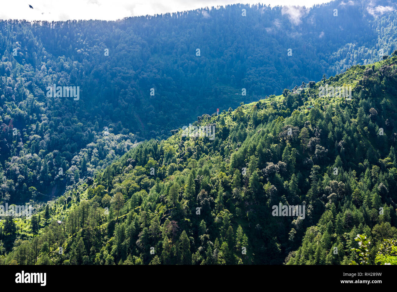 Photo of deodar tree in himalayas, sainj valley, kullu, himachal ...
