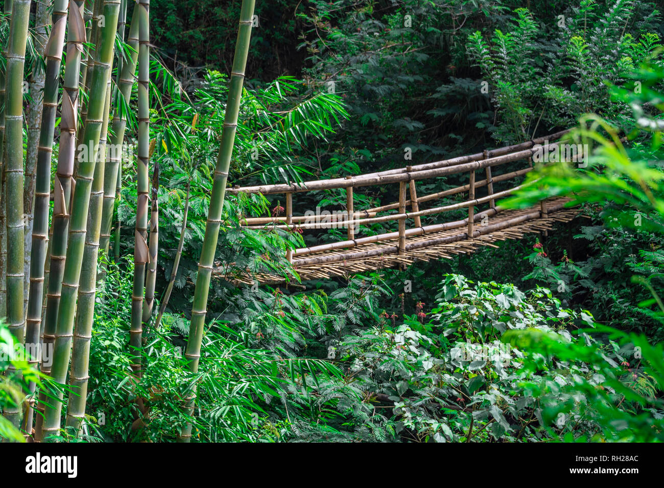 Jungle Bamboo Bridge Stone Stairs Leading To Woven Bamboo Bridge Over