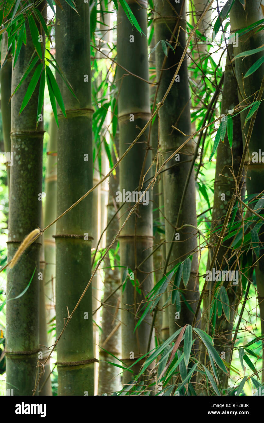Bamboo plant roots hi-res stock photography and images - Alamy