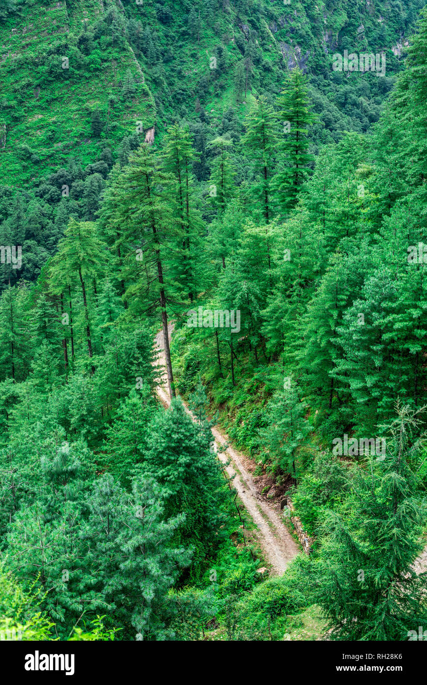 Photo of Aerial View of Road Surrounded by Deodar tree in himalayas ...