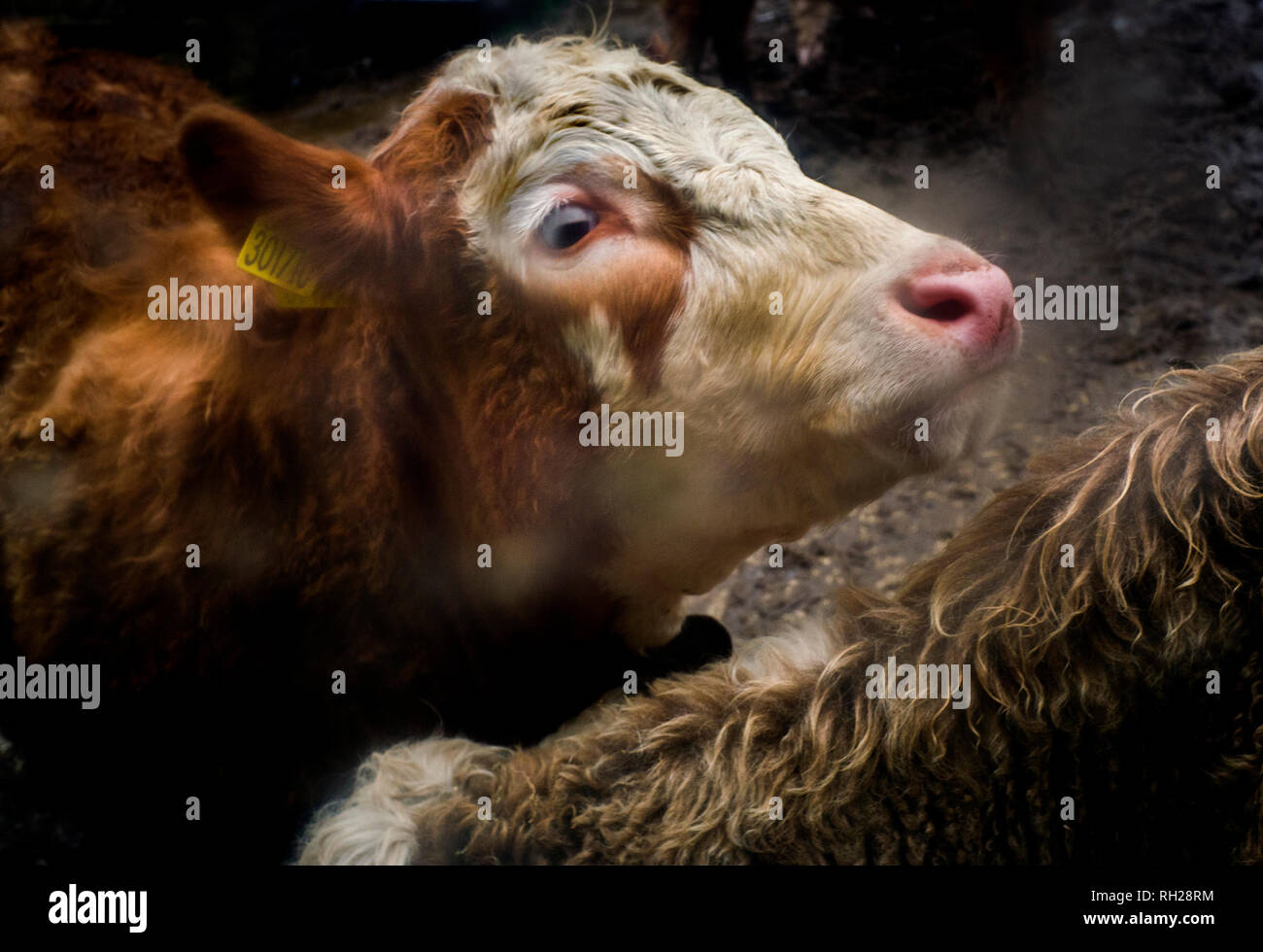 cow seen through window young cows, looking towards camera, in farm ...