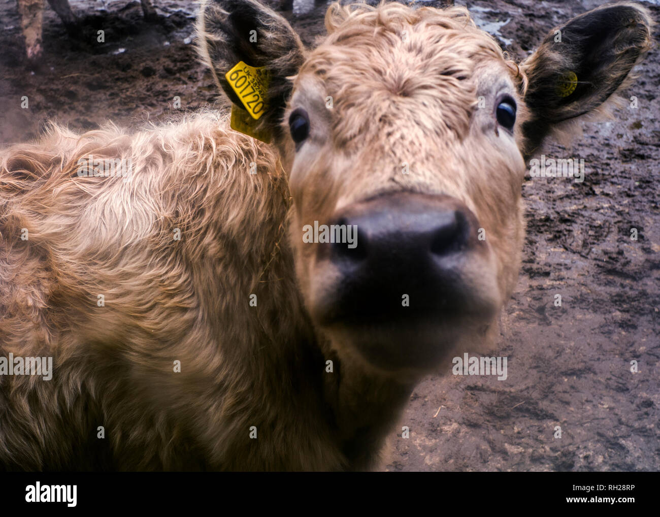 cow seen through window young cows, looking towards camera, in farm ...