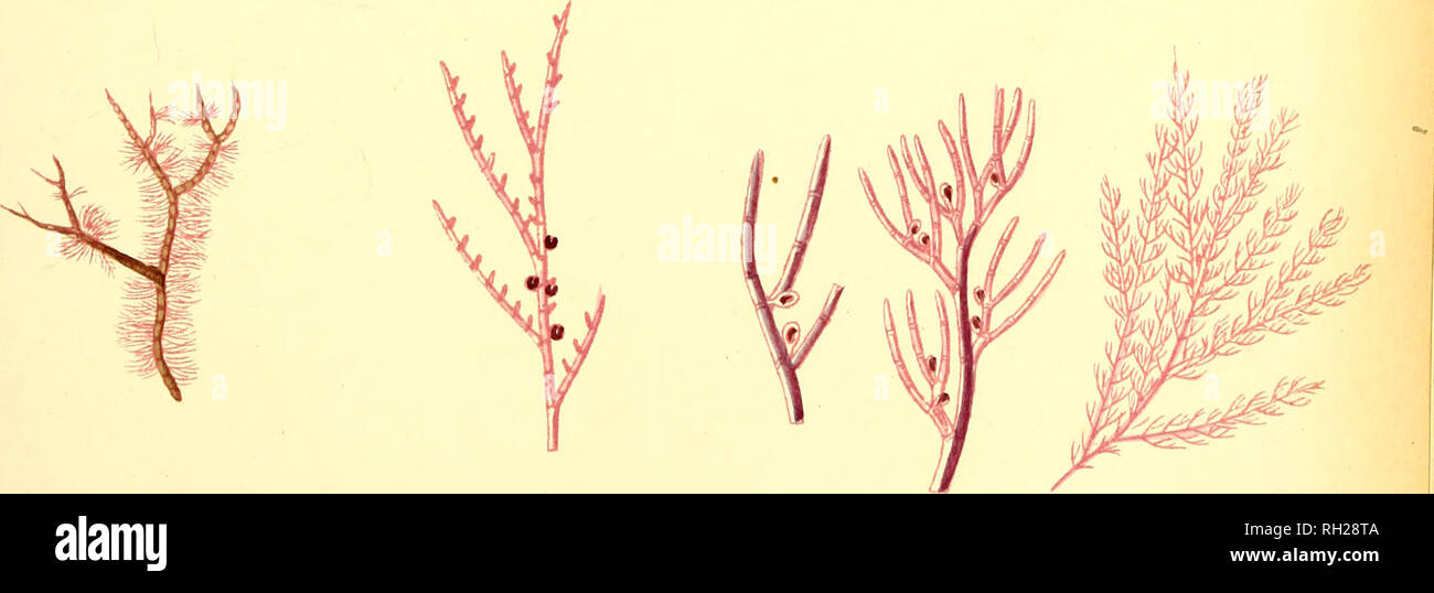 Callithamnion daviesii hi-res stock photography and images - Alamy