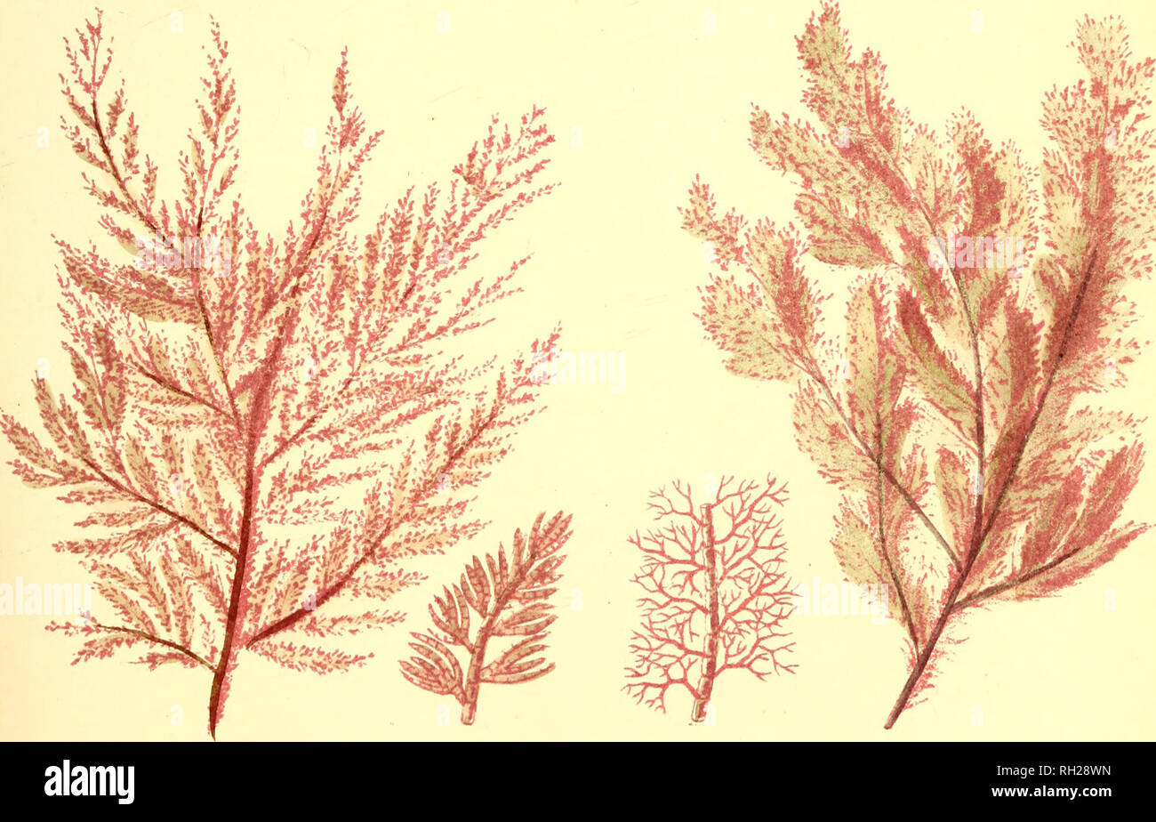 Callithamnion spongiosum hi-res stock photography and images - Alamy