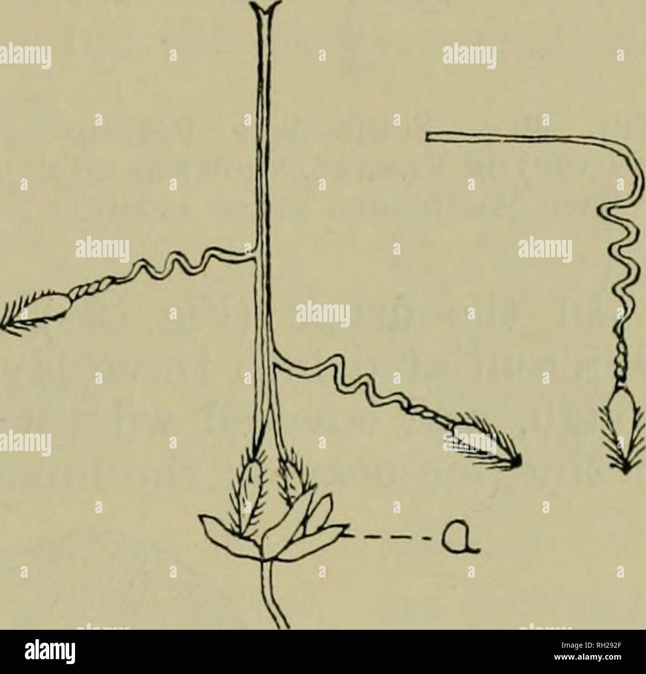 Stork's bill seed hi-res stock photography and images - Alamy