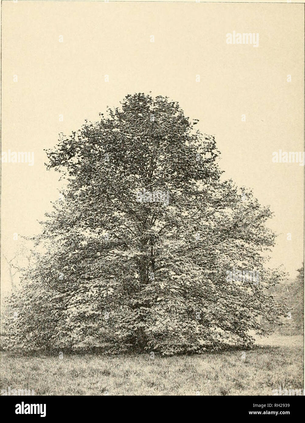 . British trees, with illustrations. Trees -- Great Britain; Great ...