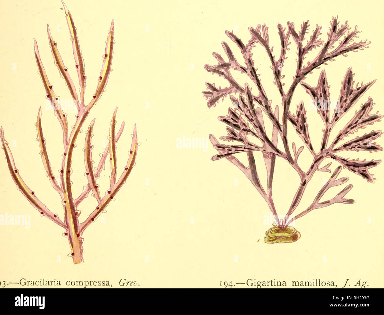 Algae gelidium hi-res stock photography and images - Alamy