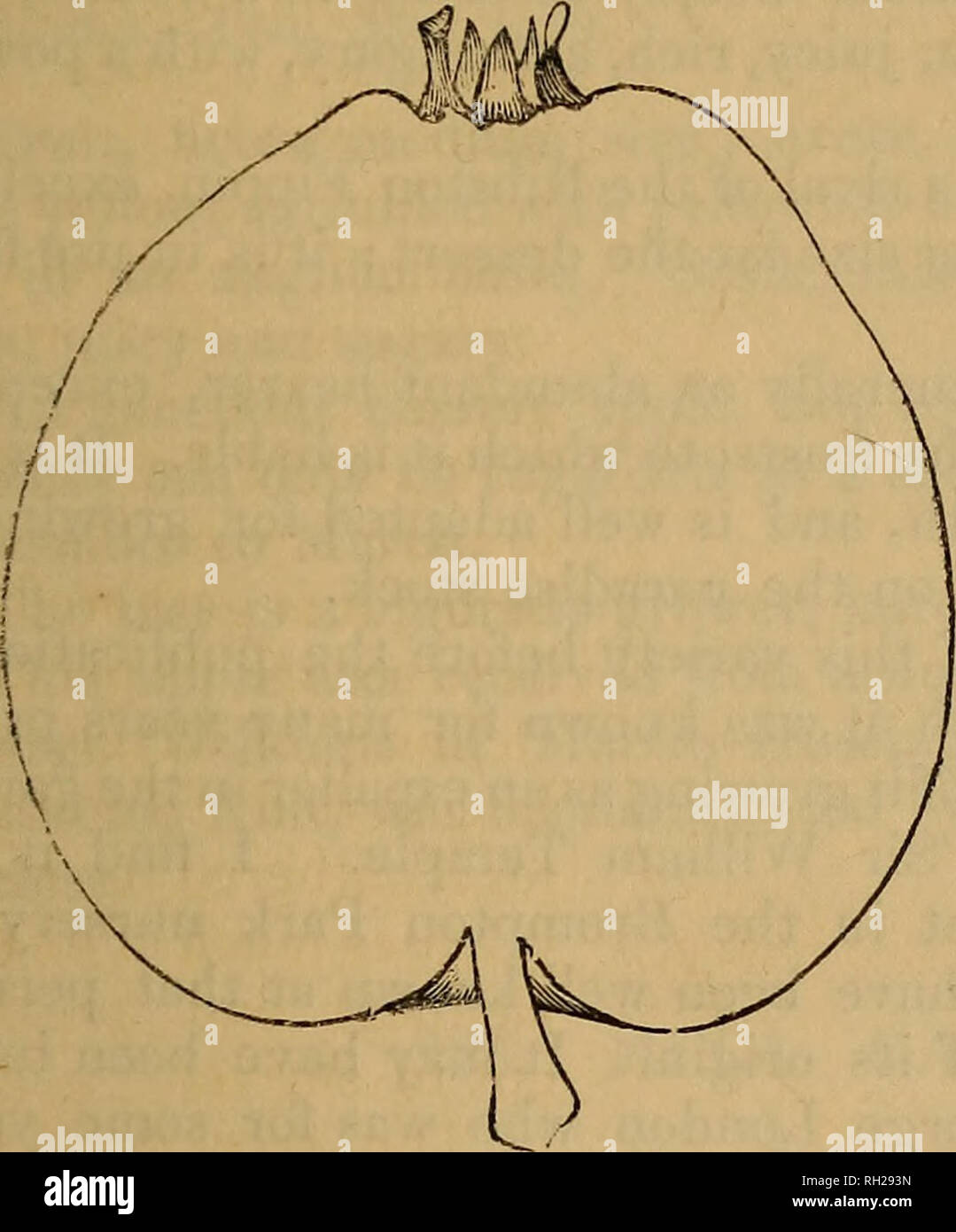 . British pomology; or, The history, description, classification, and ...