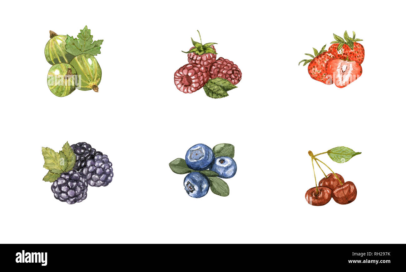 Botanical blackberry illustration hi-res stock photography and images ...