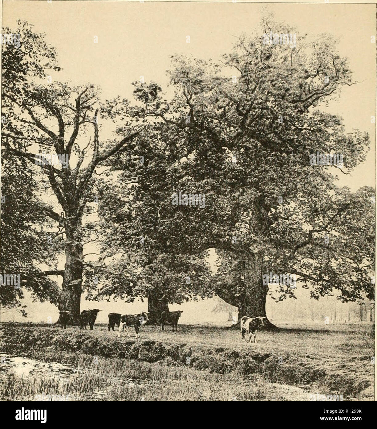 . British trees, with illustrations. Trees -- Great Britain; Great ...