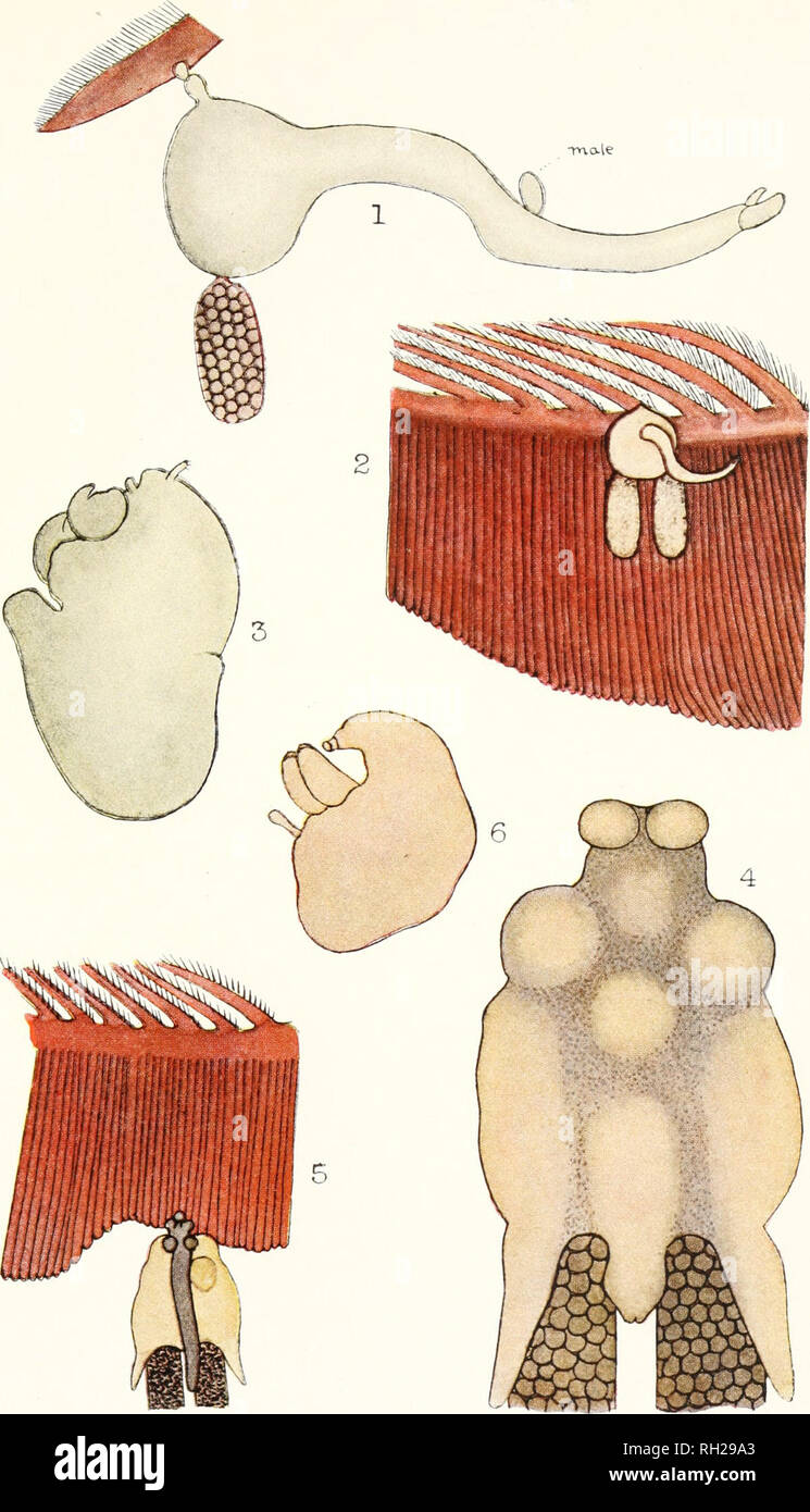 . The British parasitic Copepoda. Copepoda; Crustacea -- Great Britain ...