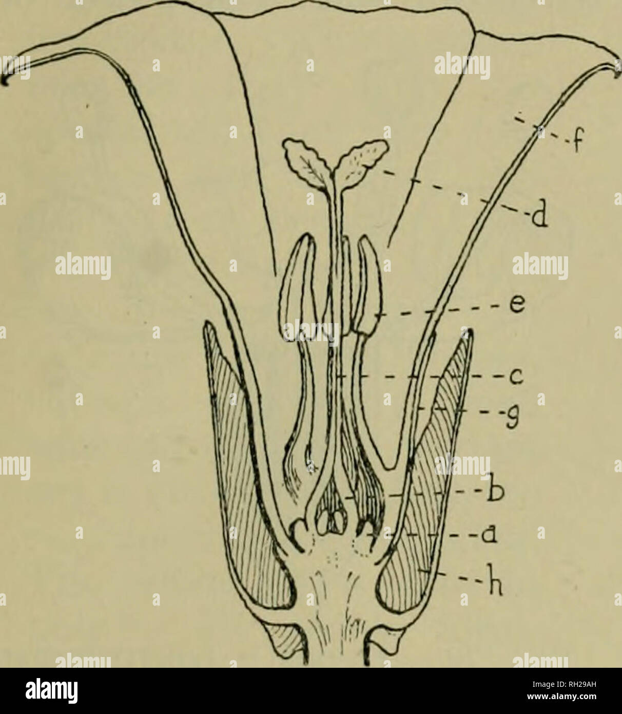 . British plants : their biology and ecology. Plants; Plant ecology ...