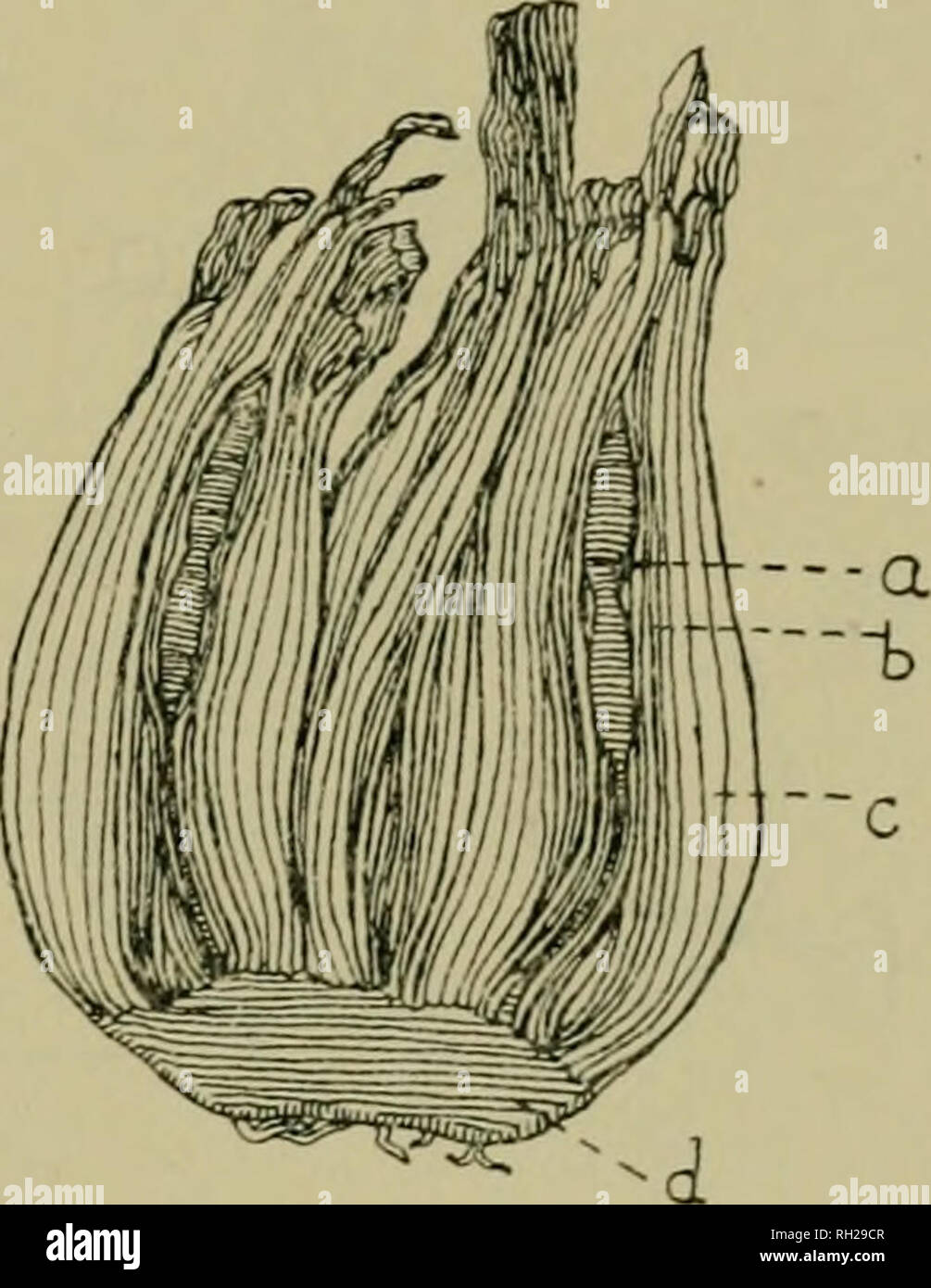 Axillary shoot hi-res stock photography and images - Alamy