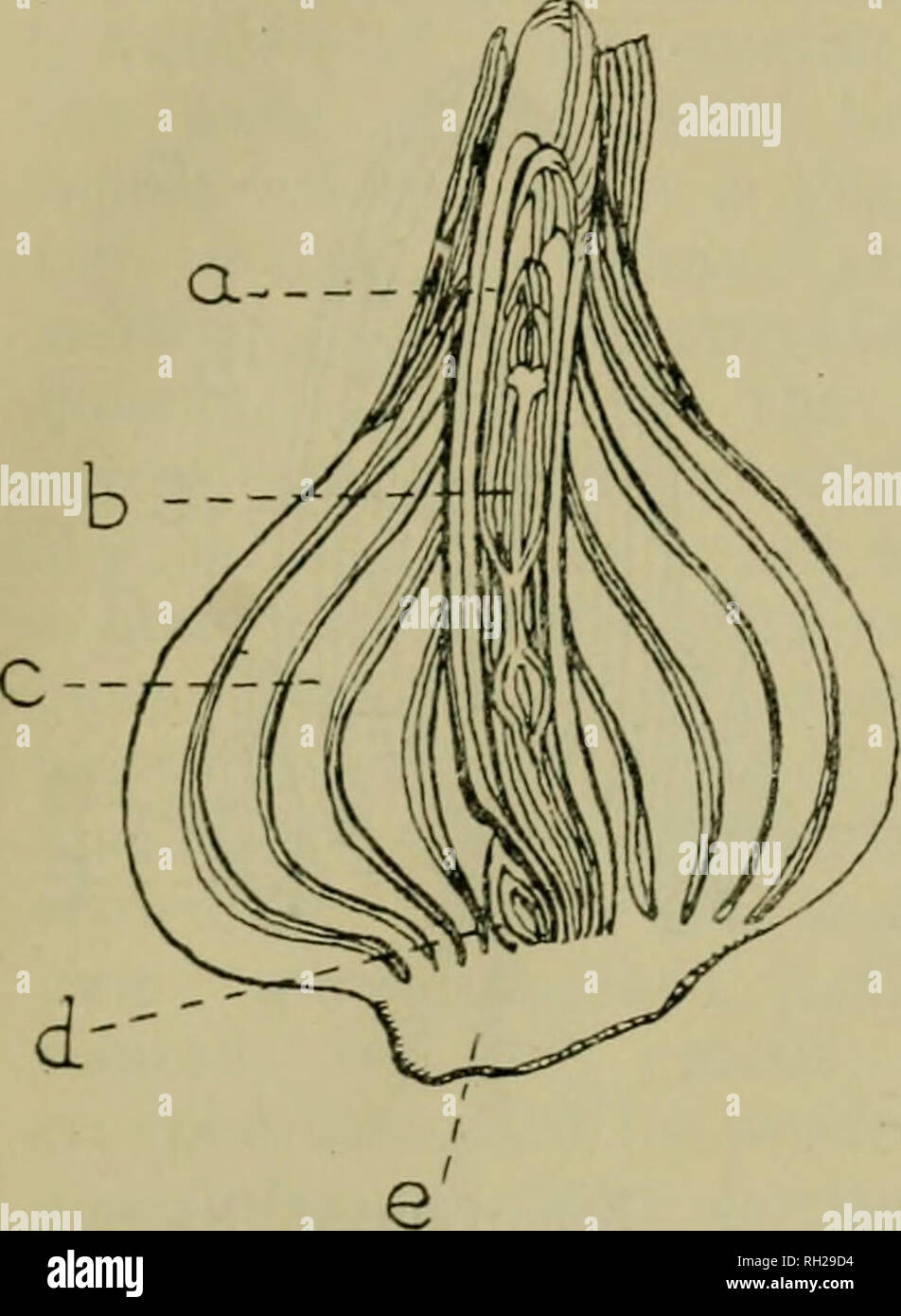 . British plants : their biology and ecology. Plants; Plant ecology ...