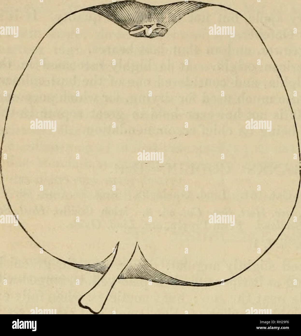 British pomology hi-res stock photography and images - Alamy