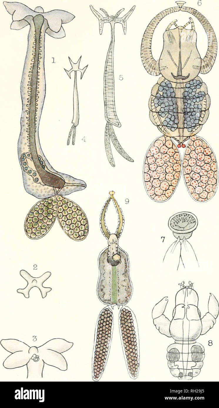 . The British parasitic Copepoda. Copepoda; Crustacea -- Great Britain ...