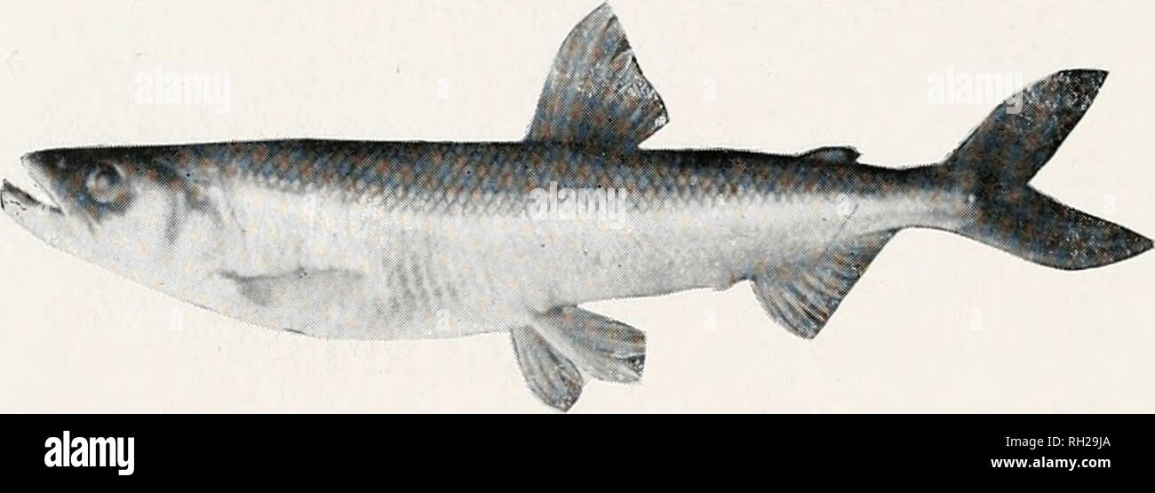 . British sea fish : an illustrated handbook of the edible sea fishes ...