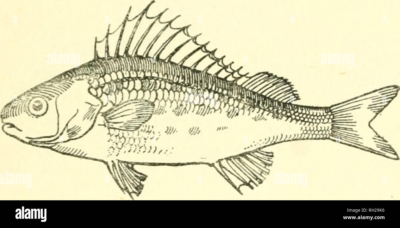 Daddy ruffe hi-res stock photography and images - Alamy