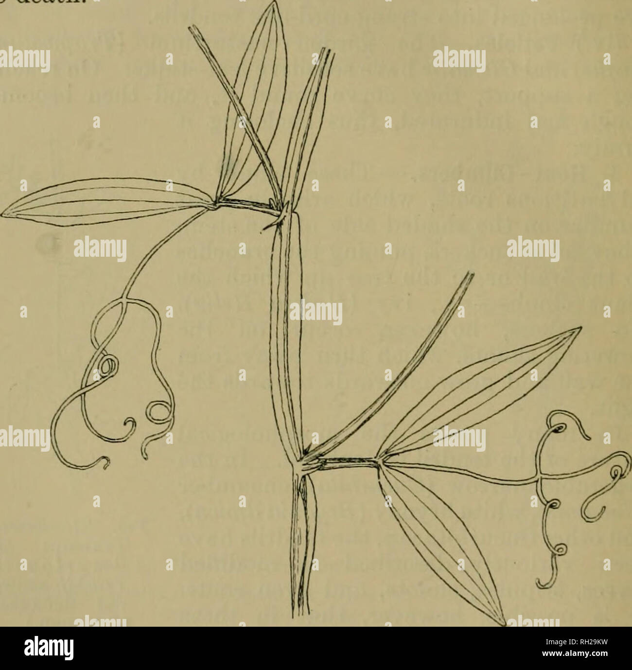 . British plants : their biology and ecology. Plants; Plant ecology ...