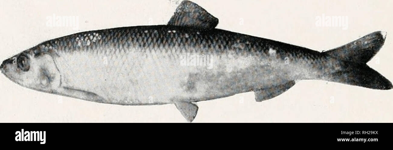 Snout consists hi-res stock photography and images - Alamy