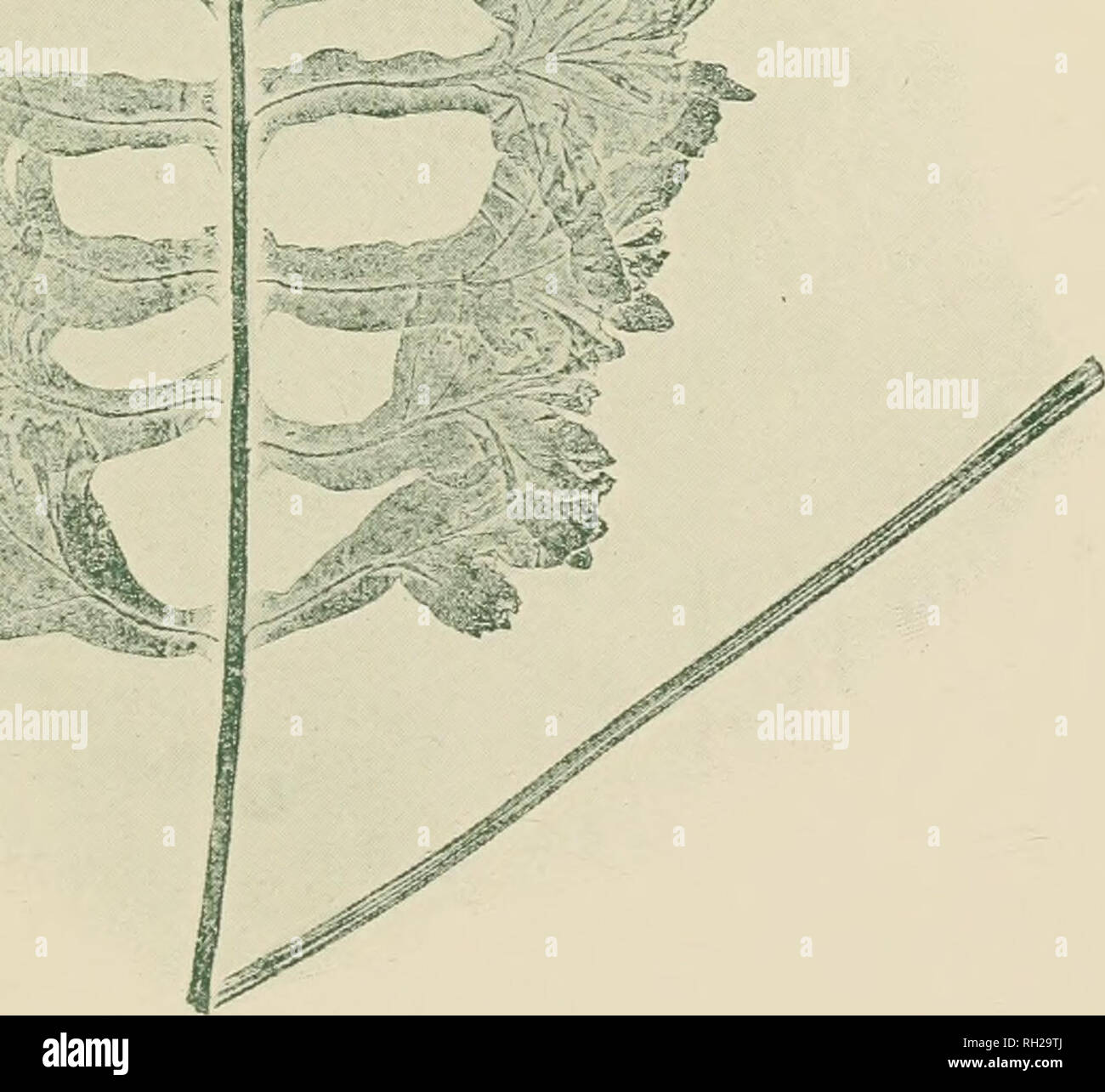 Polypodium sp hi-res stock photography and images - Alamy