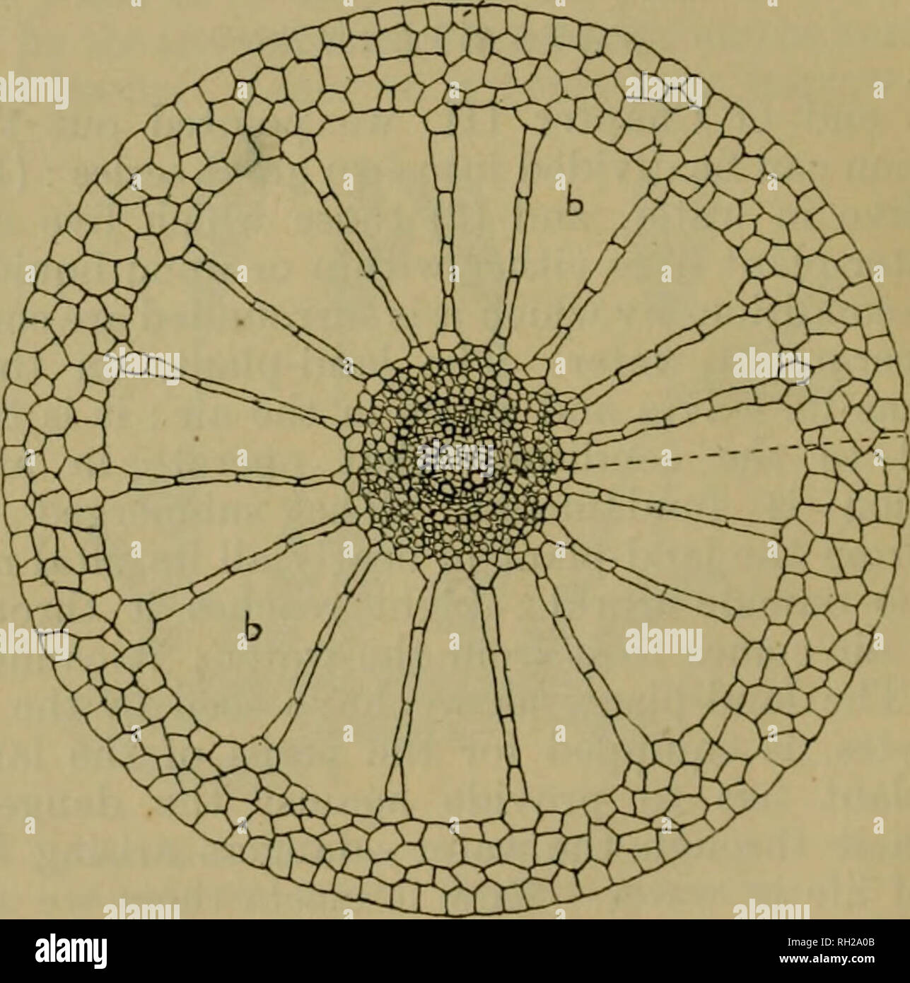 Xerophyte Cross Section Epidermis