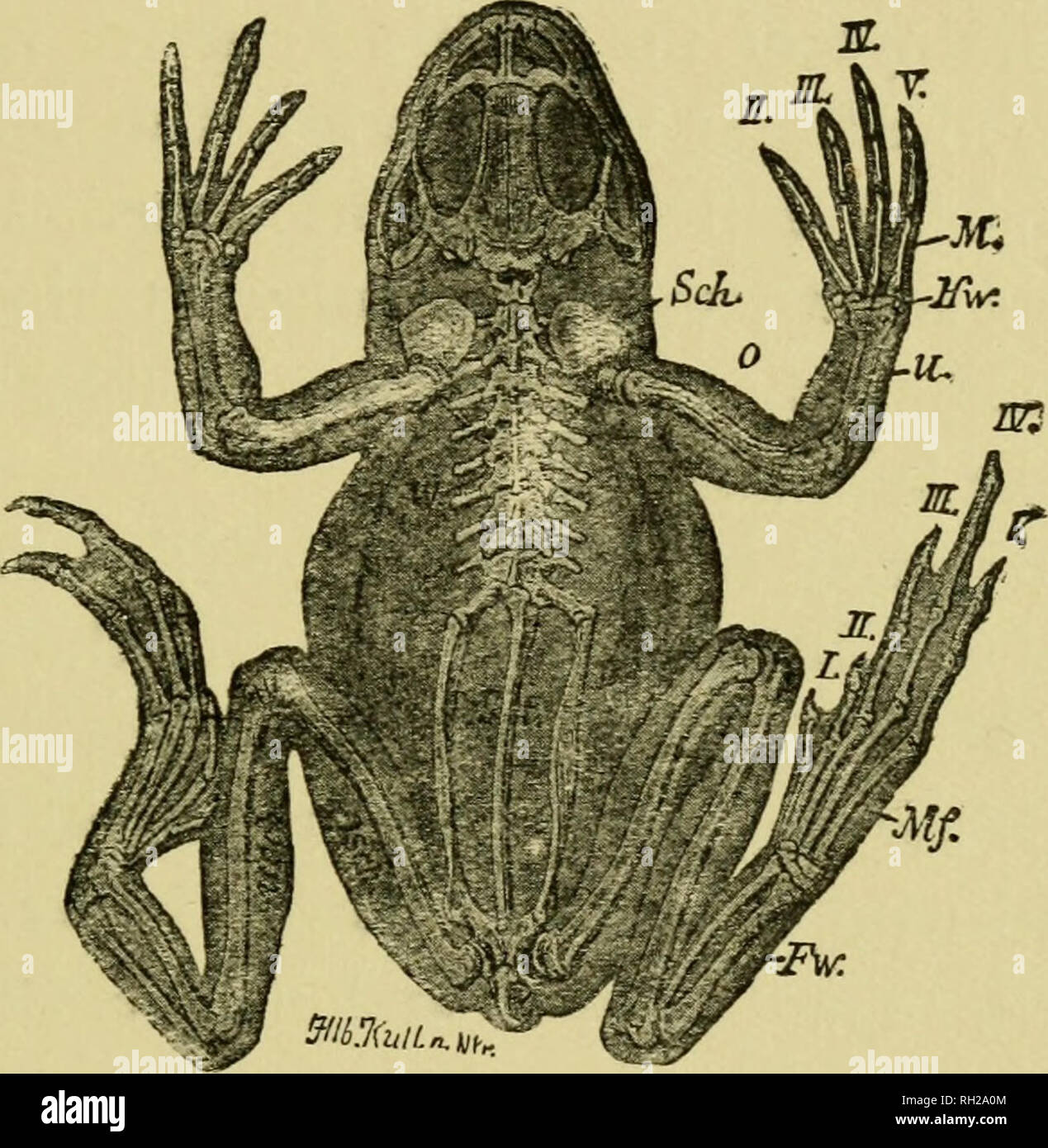 . British reptiles and amphibians. British Amphibians : Toads and Frogs ...