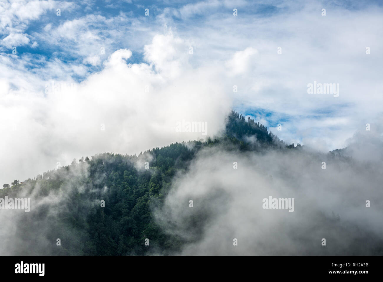 Forested mountain slope in low lying cloud with the evergreen conifers ...