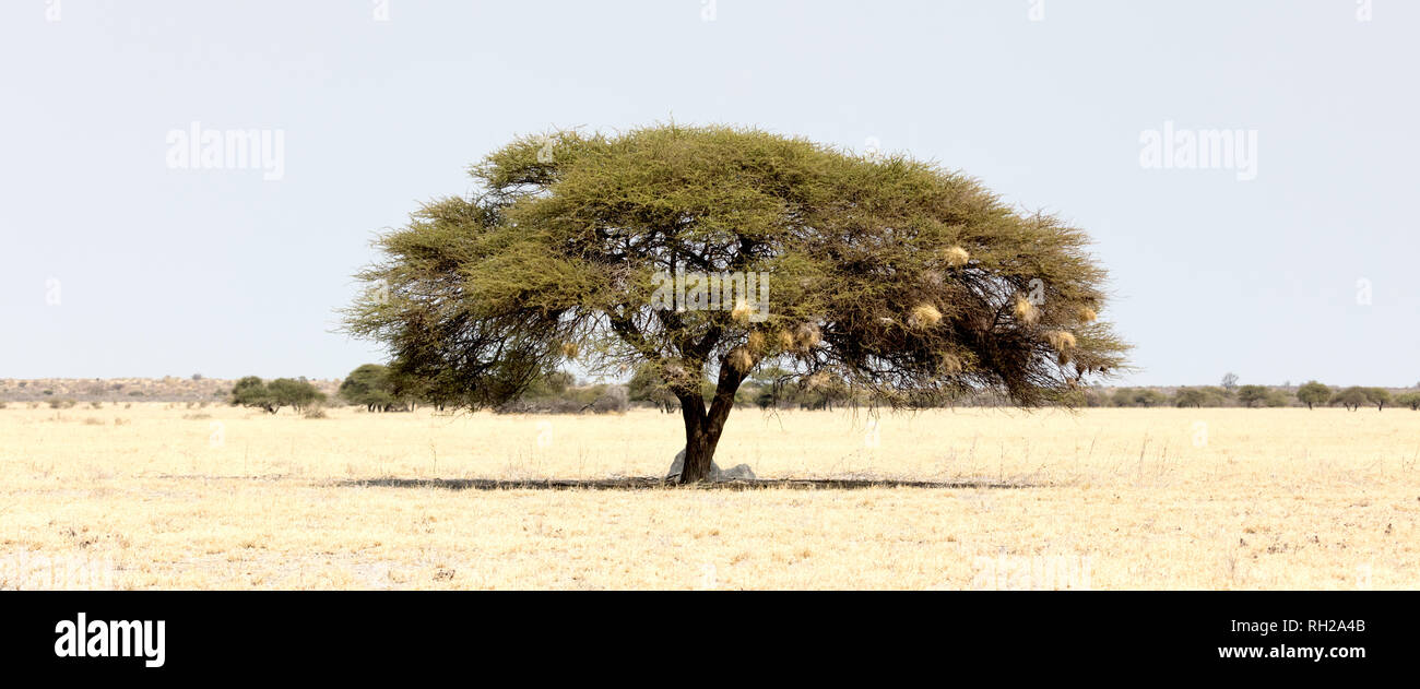 Thorn tree in the middle of the Kalahari, Botswana Stock Photo - Alamy