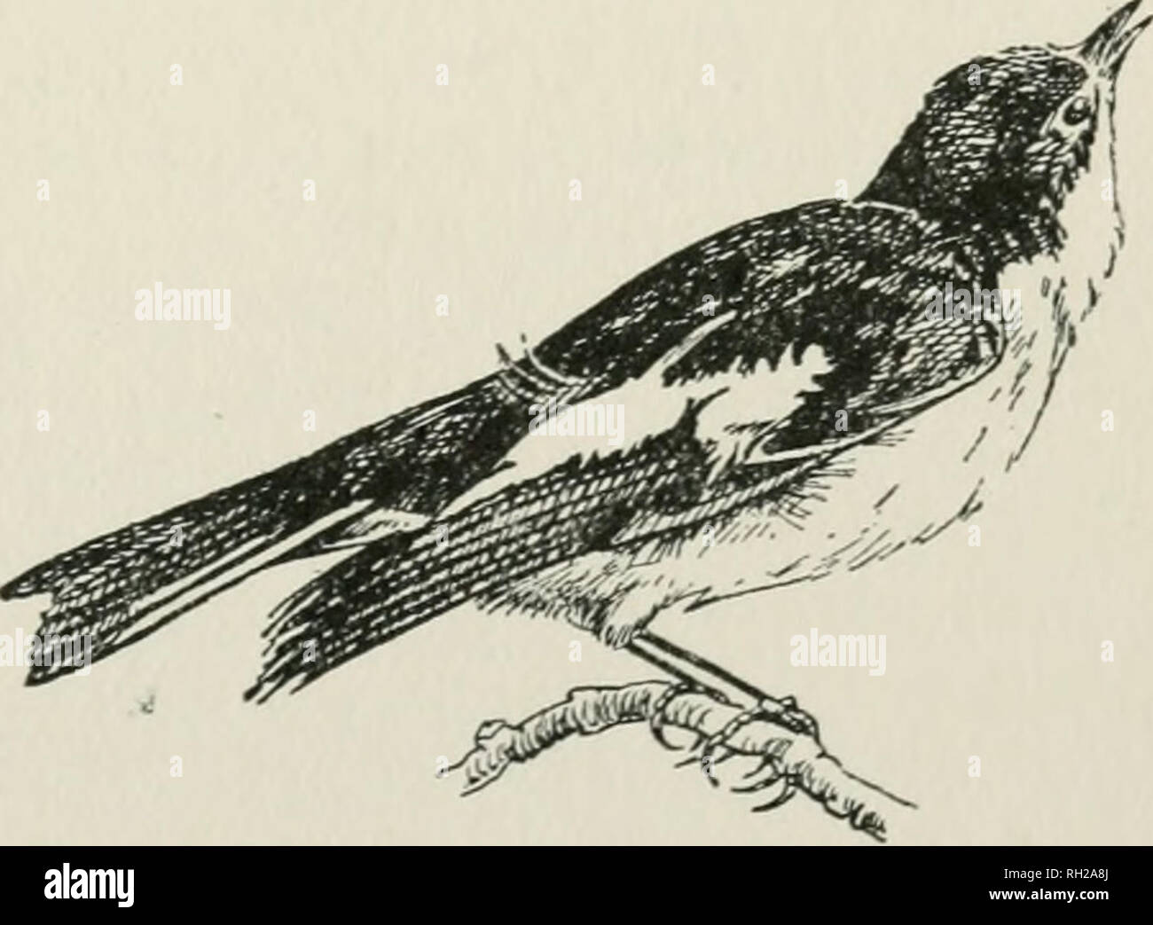 Flick of birds hi-res stock photography and images - Alamy