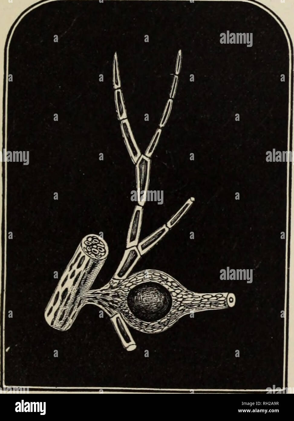 Dasya ocellata hi-res stock photography and images - Alamy