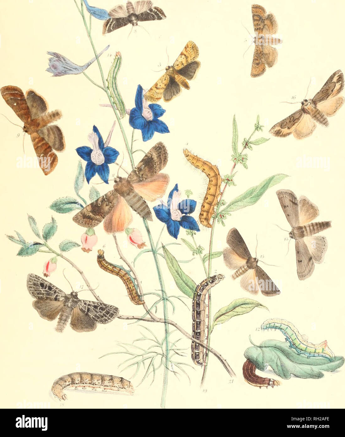 British moths illustrations hi-res stock photography and images - Alamy