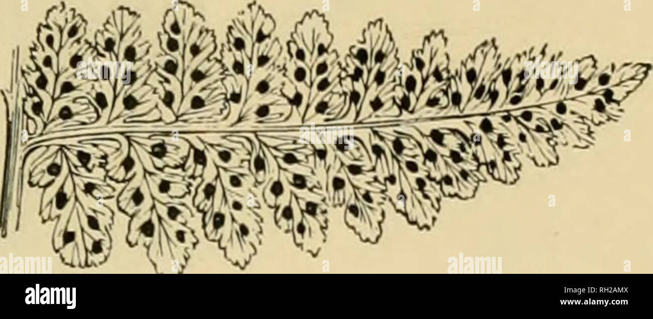 . British ferns and their varieties. Ferns. PTERIS AQUILINA 219 is ...