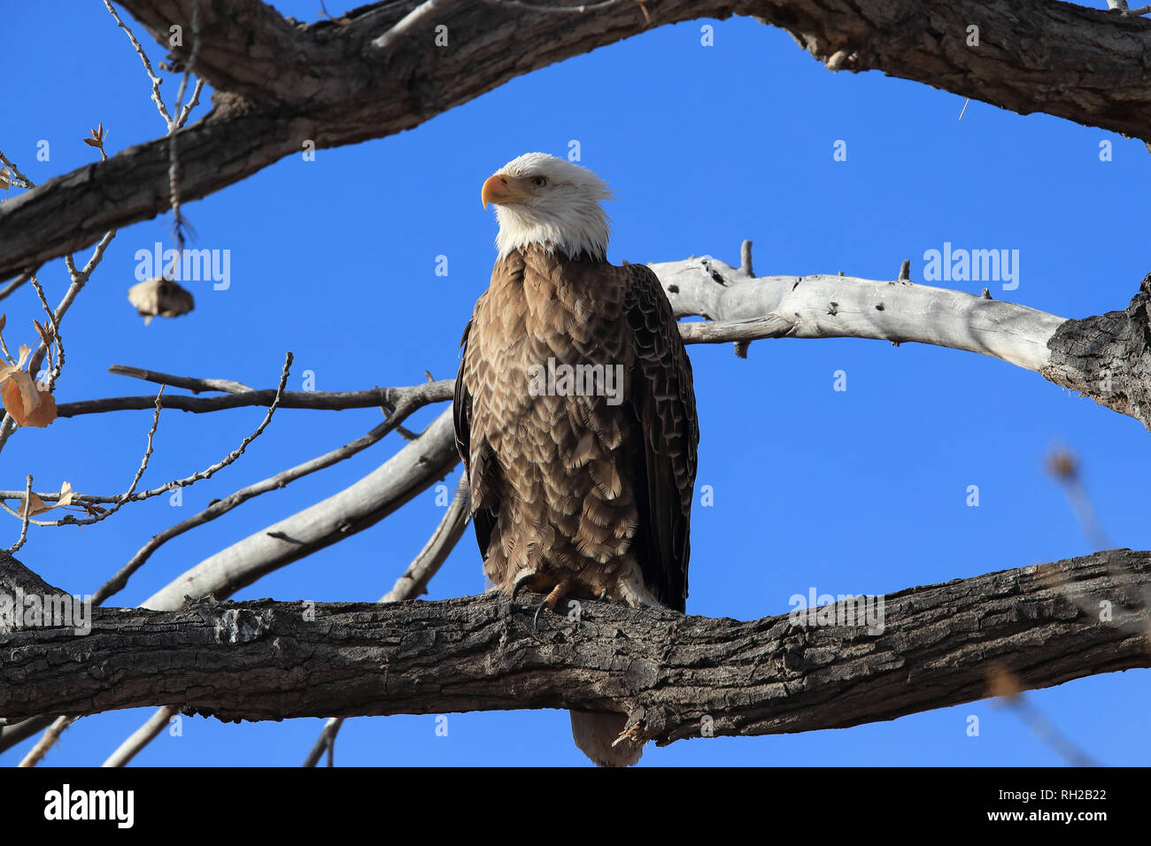 Bald Eagle, Haliaeetus leucocephalus Bosque del Apache National ...