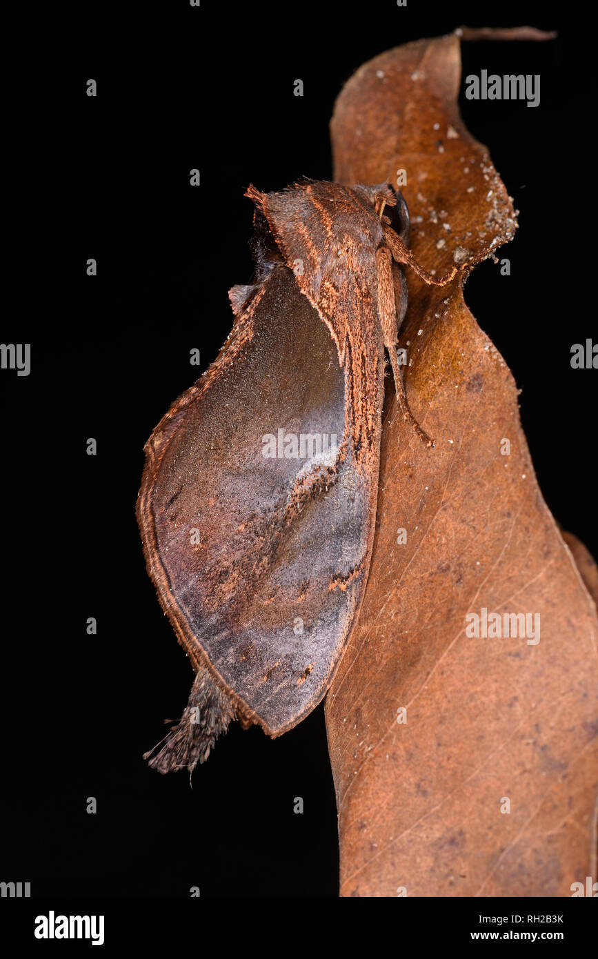 Brazil Nut Prominent Moth (Crinodes besckei) adult at rest on dead leaf ...