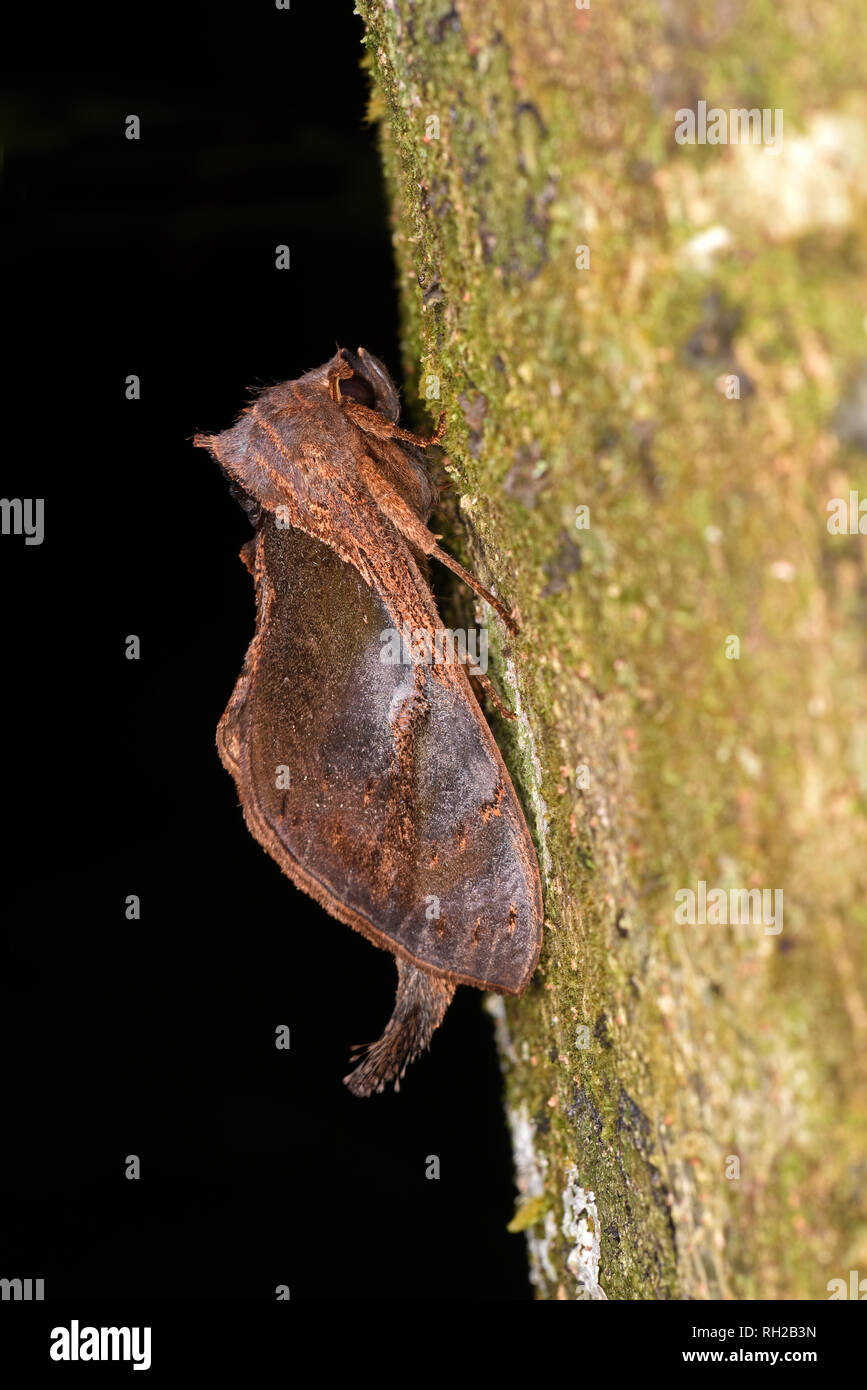 Crinodes besckei hi-res stock photography and images - Alamy