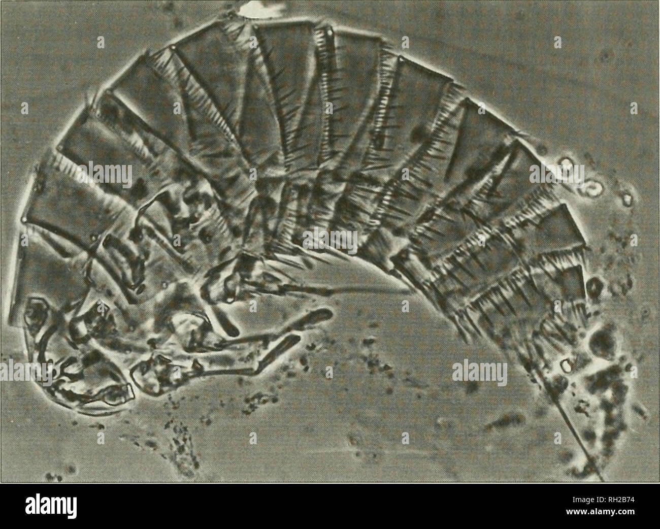 Nomada panzeri hi-res stock photography and images - Alamy