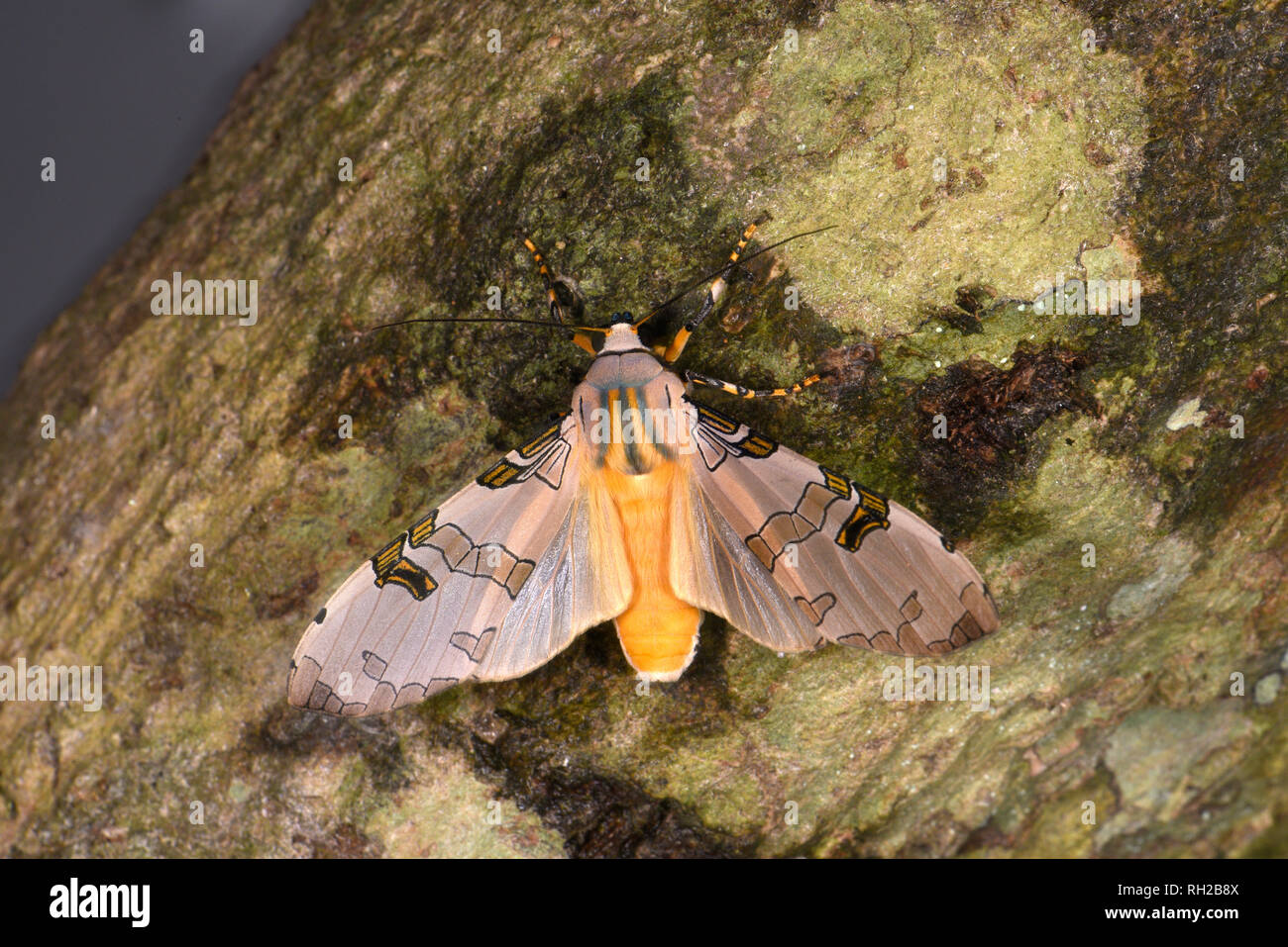 Costa Rica Moth (Halysidota pectenella) adult at rest on dead leaf ...