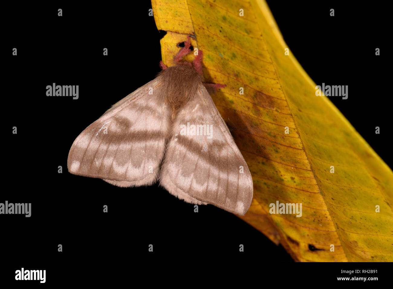Costa Rica Moth (Hylesia dalina) adult at rest on dead leaf, Turrialba ...