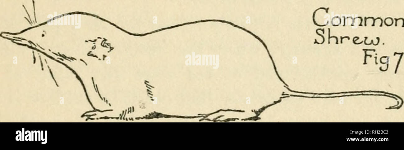 . British mammals. Mammals -- Great Britain. COMMON SHREW we find, are ...