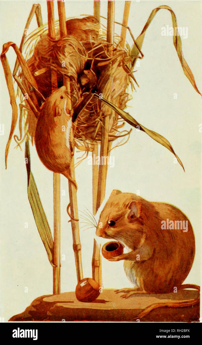 Dormouse nest nut hi-res stock photography and images - Alamy