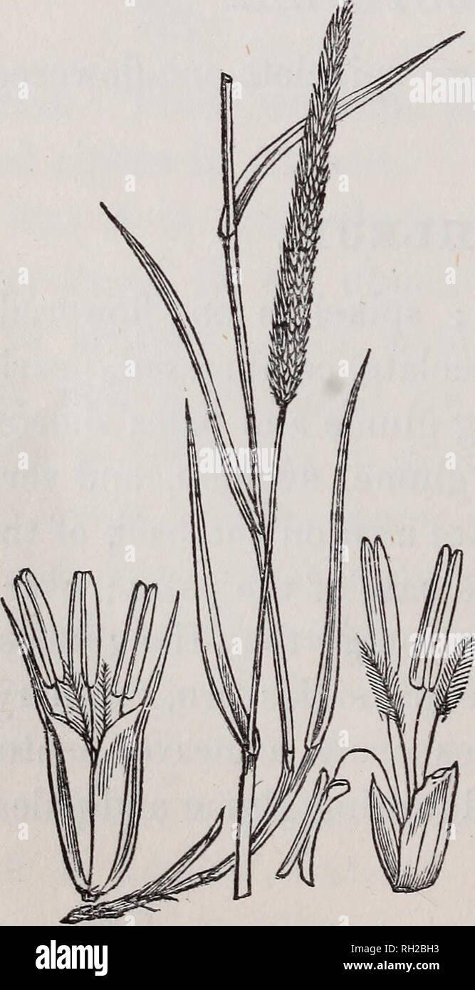. British grasses : an introduction to the study of the Gramineae of ...