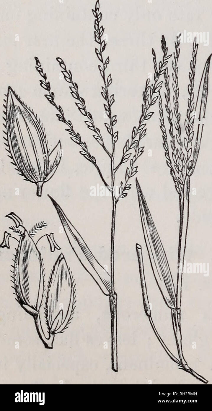 . British grasses : an introduction to the study of the Gramineae of ...