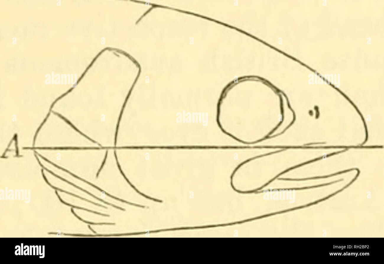 Trout variations hi-res stock photography and images - Alamy