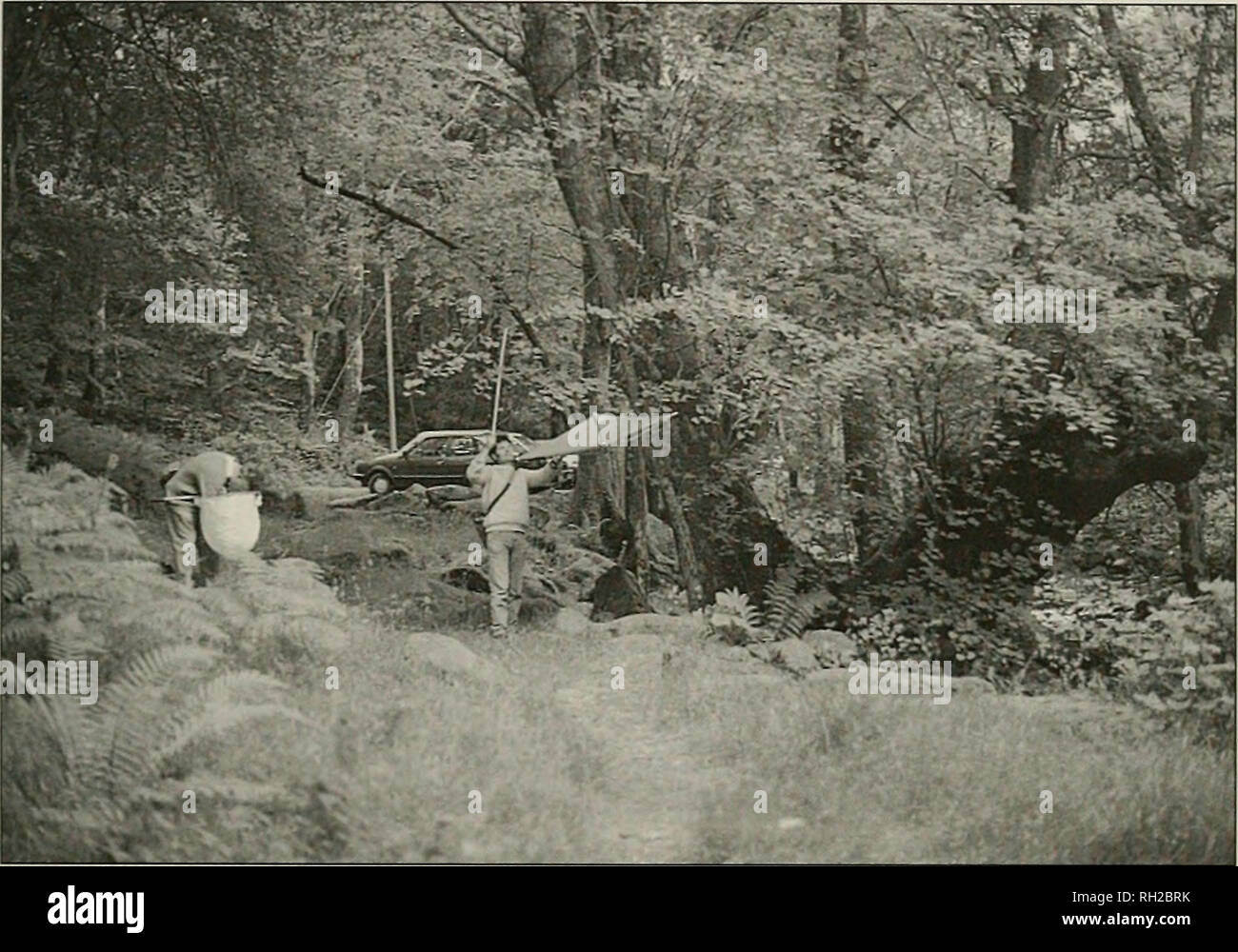 Hull moth for hi-res stock photography and images - Alamy