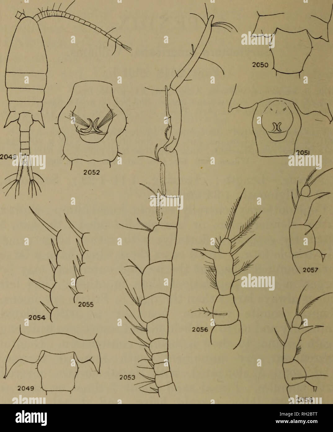 Segs 8 hi-res stock photography and images - Alamy